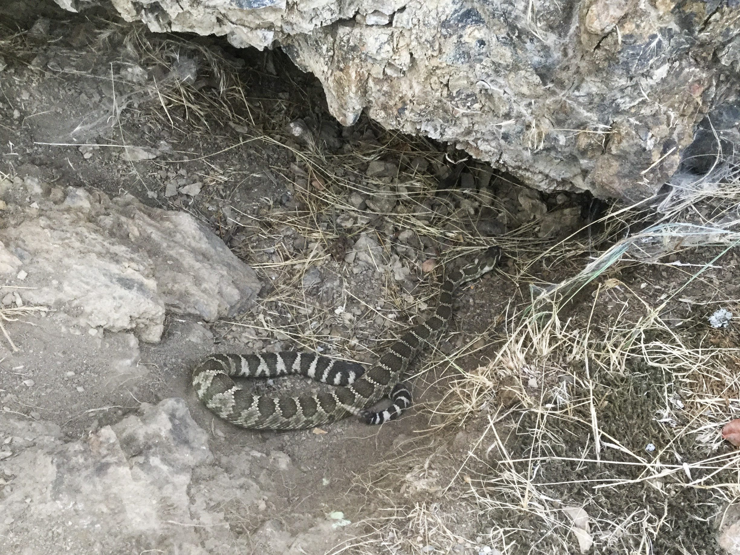 Trans Mountain - Snakes on a Plain – Salvaging Snakes in the BC…