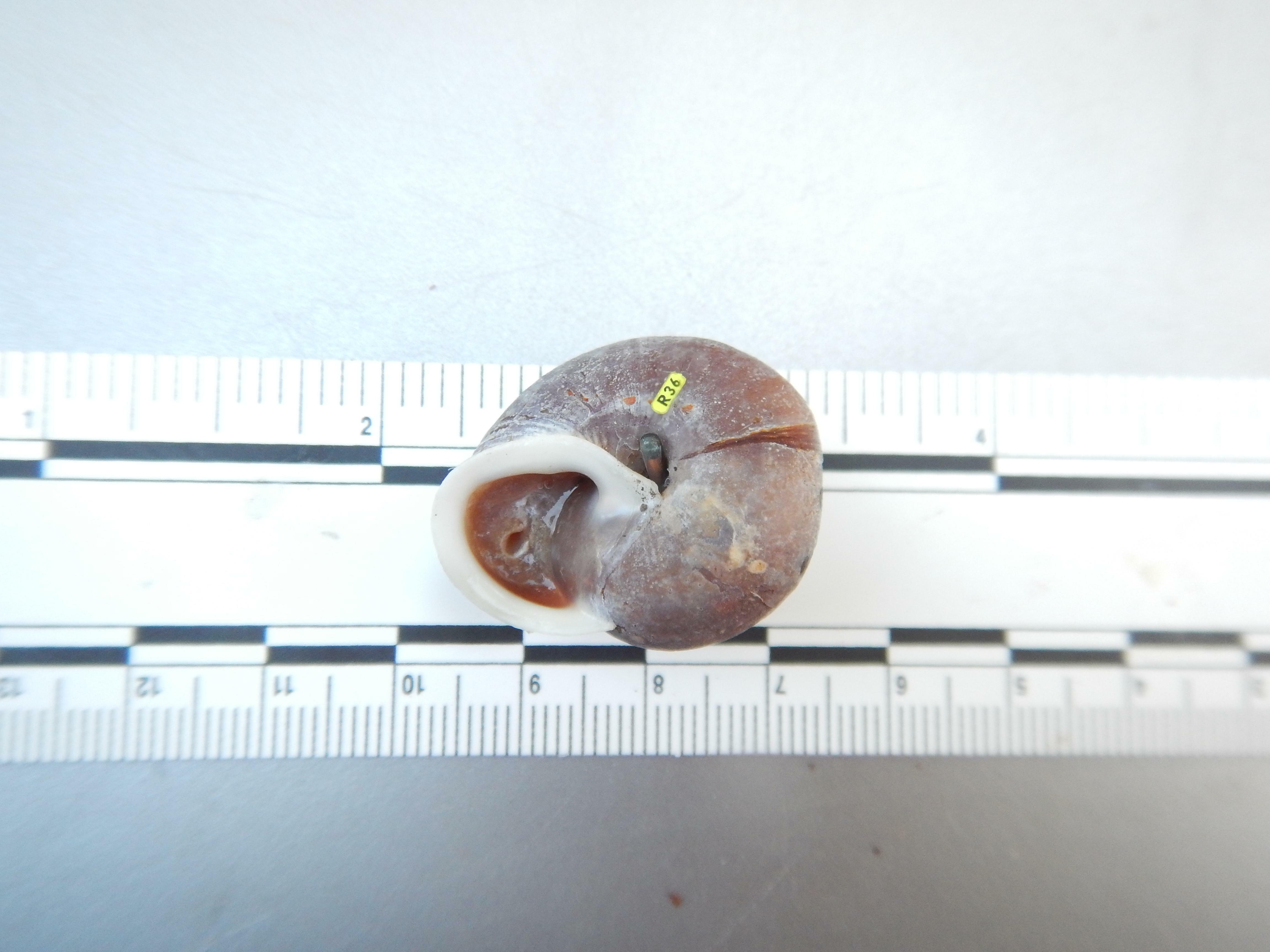 Trans Mountain - Snailed It! Protecting the Oregon Forestsnail